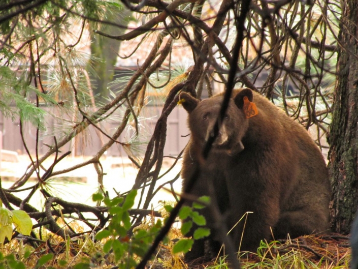 Private Yosemite One Day Tour | White Wolf Luxury Tours