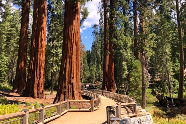 Yosemite’s Giant Sequoias | White Wolf Private Tours