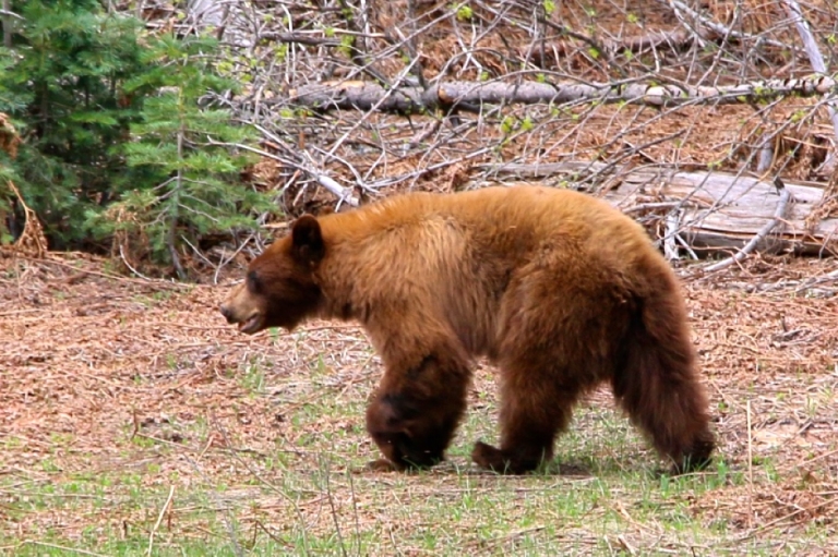 Choose Yosemite | White Wolf Luxury Tours